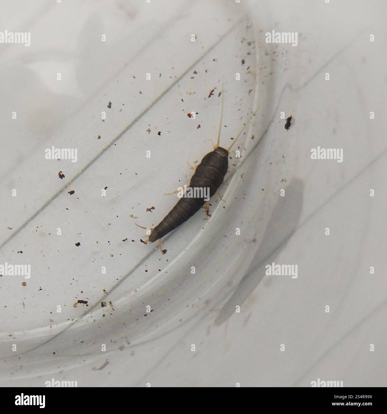 Common Silverfish (Lepisma saccharinum Stock Photo - Alamy