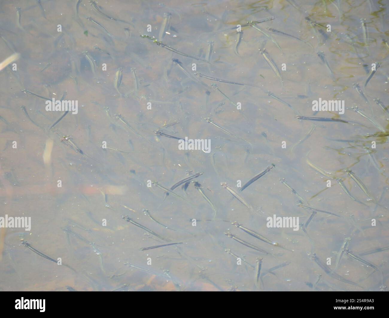 Ray-finned Fishes (Actinopterygii Stock Photo - Alamy