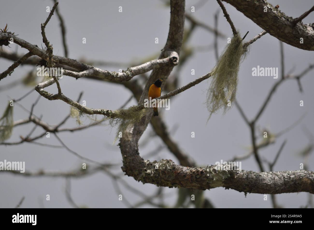 Euphonia and chlorophonia hi-res stock photography and images - Alamy