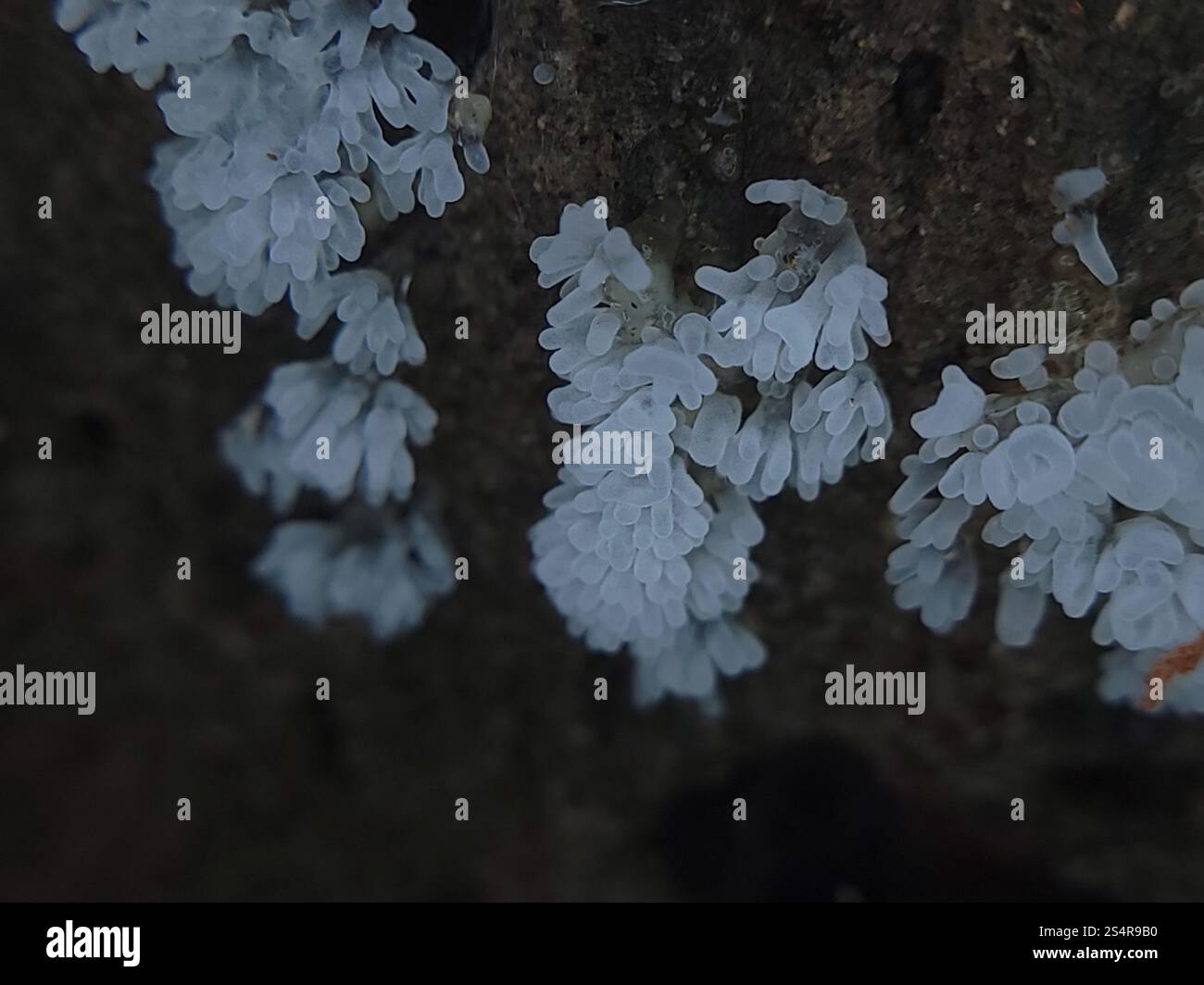 Common Coral Slime (Ceratiomyxa fruticulosa Stock Photo - Alamy