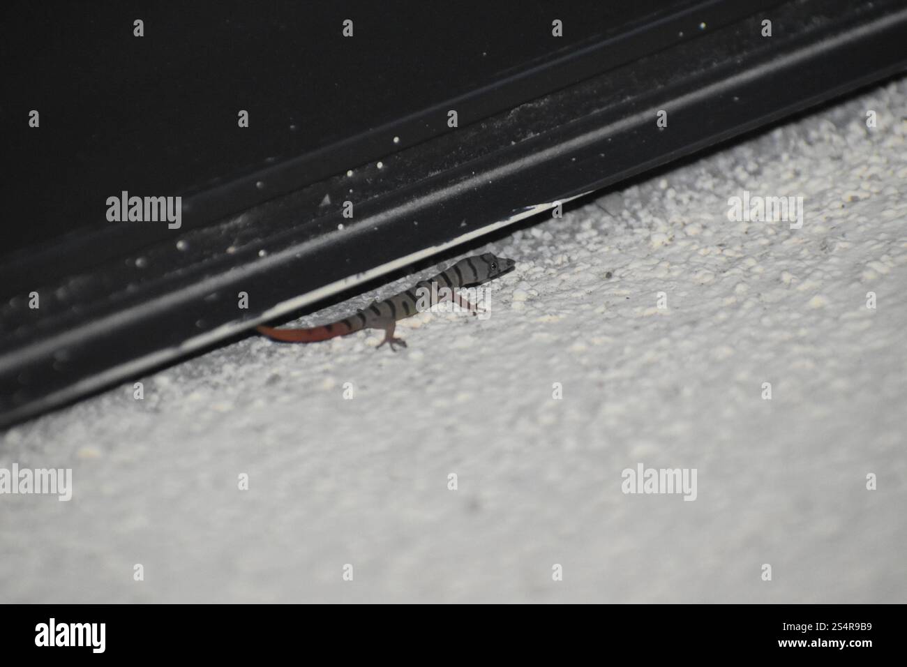 Haitian Ashy Gecko (Sphaerodactylus elegans punctatissimus Stock Photo ...
