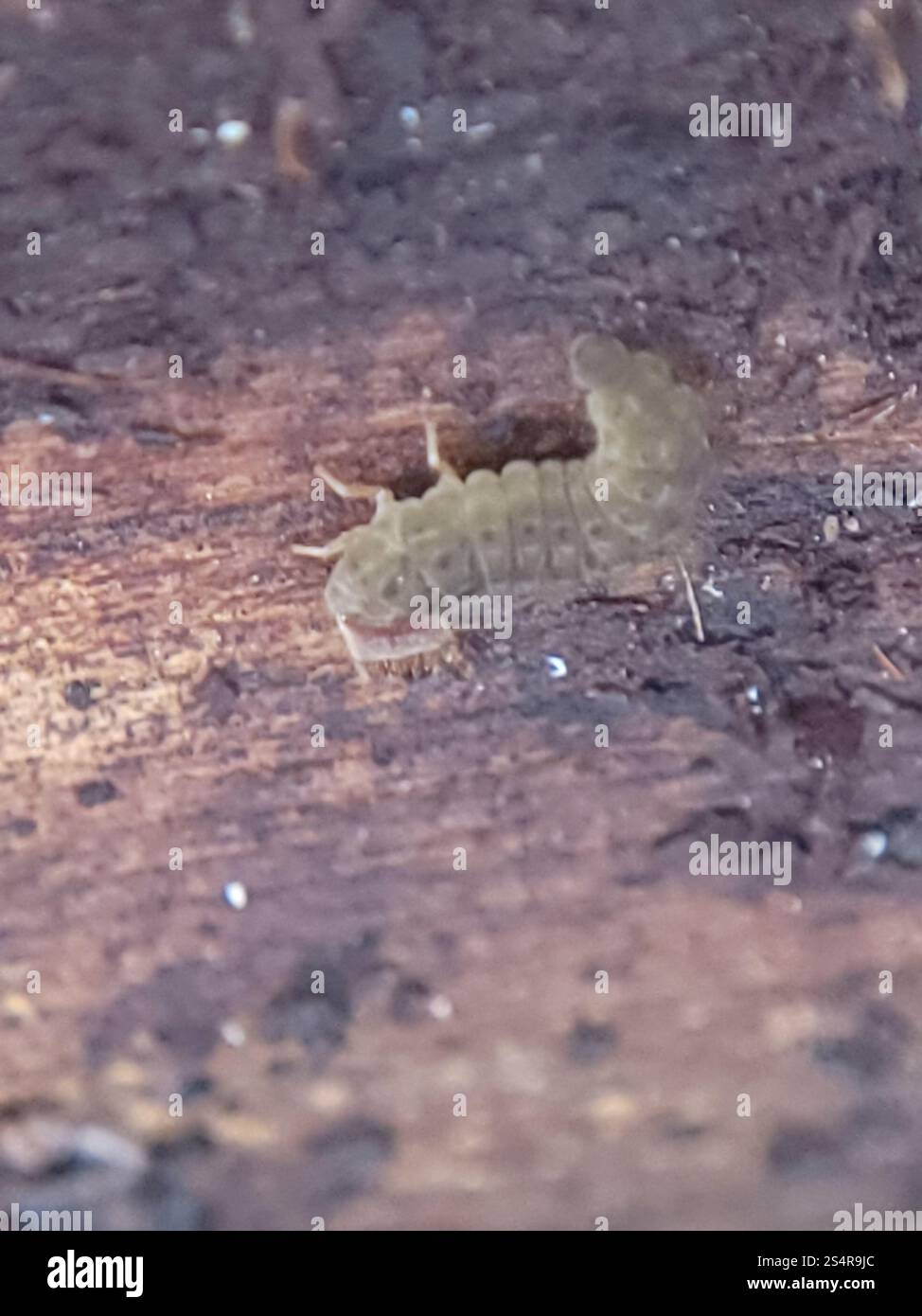 Soldier Beetles (Cantharidae Stock Photo - Alamy