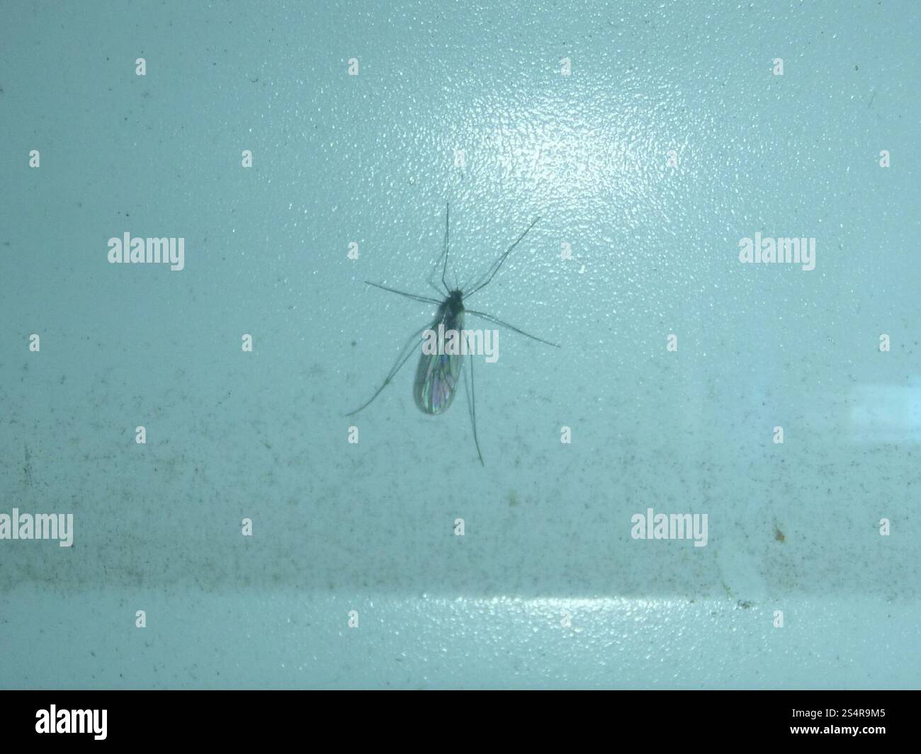 Winter Crane Flies (Trichoceridae Stock Photo - Alamy