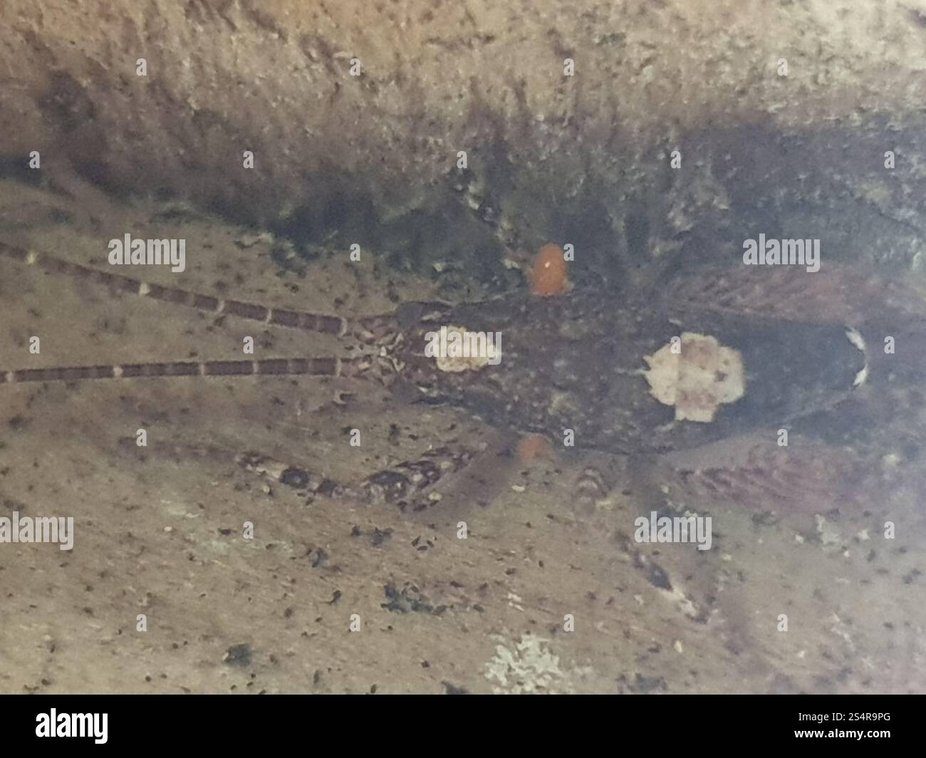 Camel Crickets, Cave Crickets, and Cave Wēta (Rhaphidophoridae Stock ...