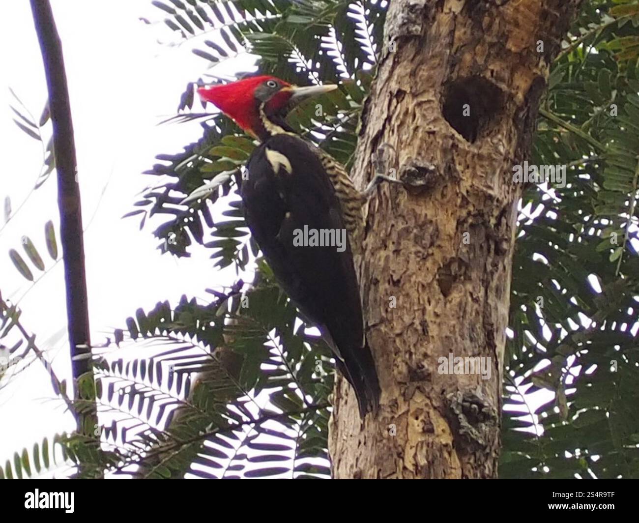 Lineated Woodpecker (Dryocopus lineatus Stock Photo - Alamy