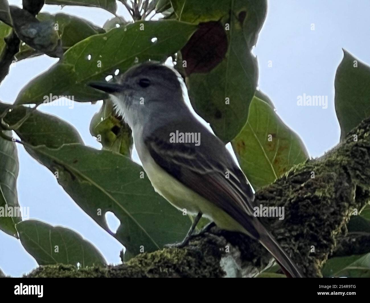 Myiarchus oberi hi-res stock photography and images - Alamy