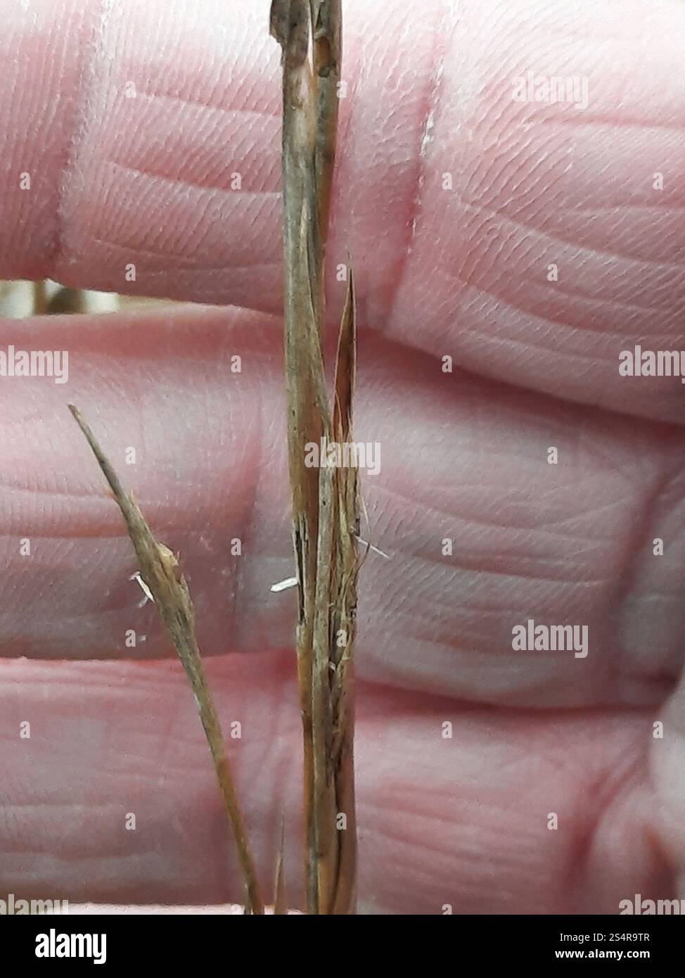 bluestems, lemon grasses, silvergrasses, and allies (Andropogoneae ...