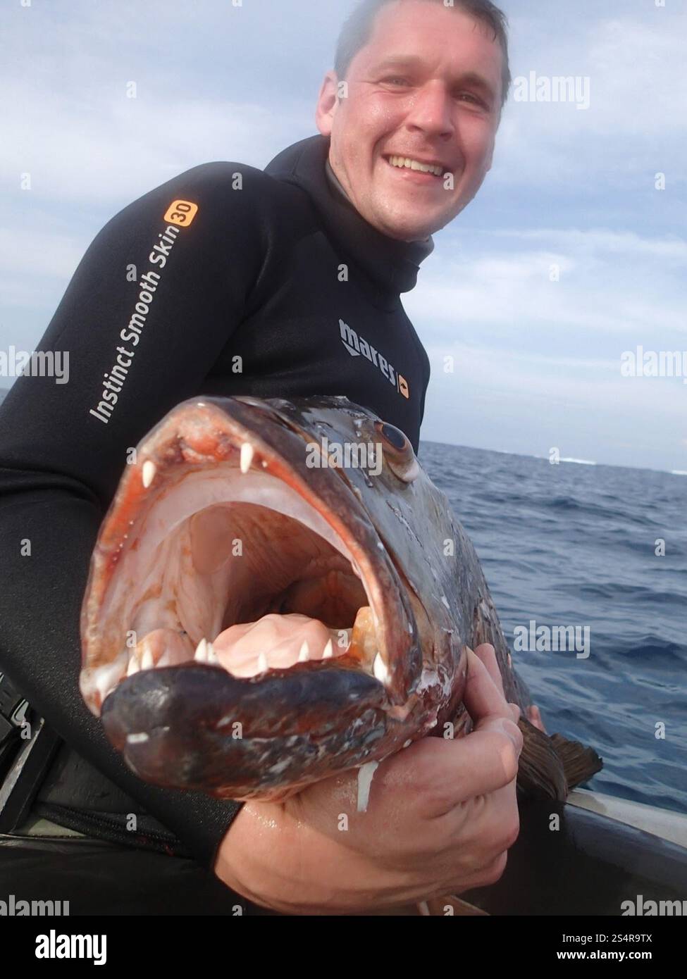 Pacific Cubera Snapper (Lutjanus novemfasciatus Stock Photo - Alamy