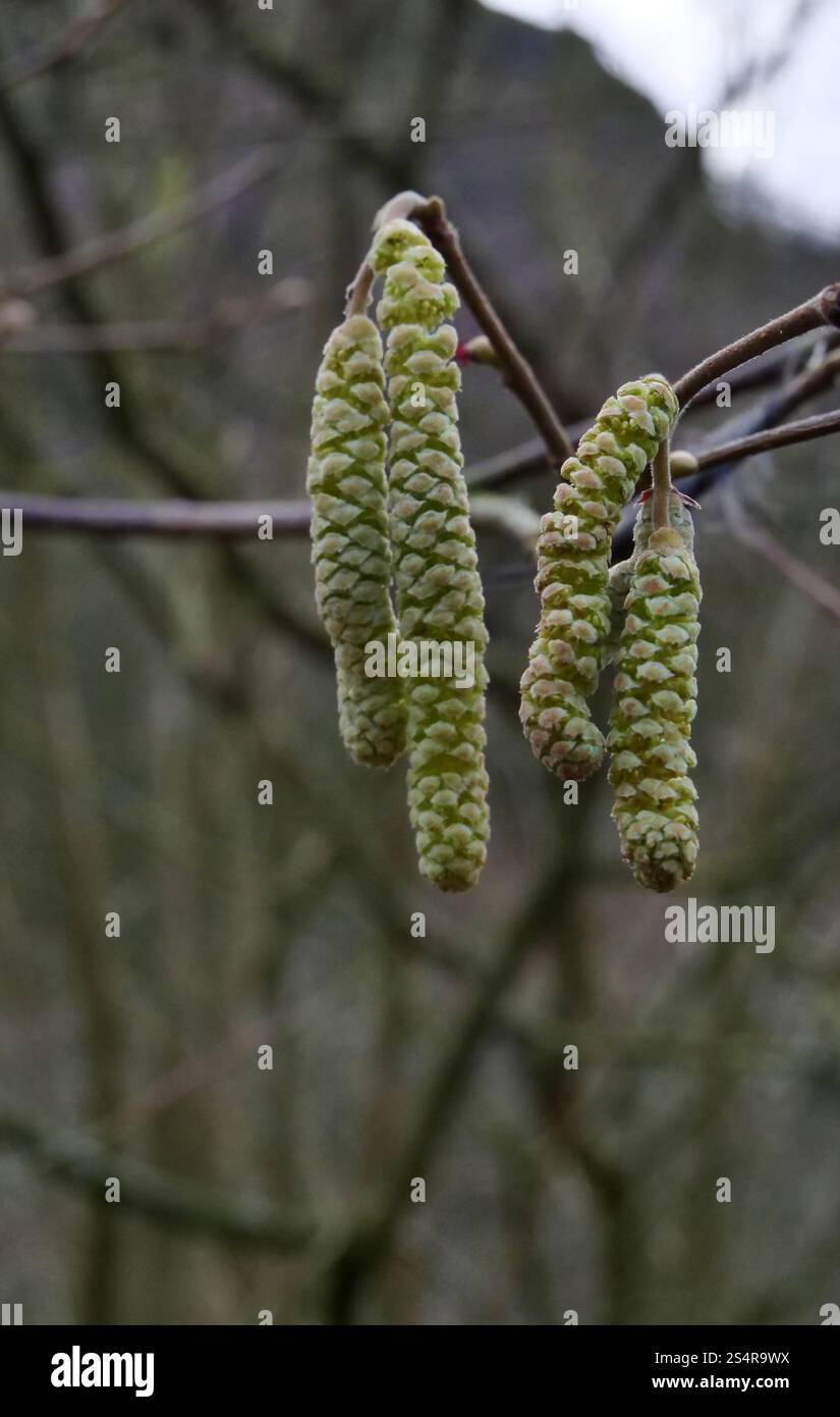common hazel (Corylus avellana Stock Photo - Alamy