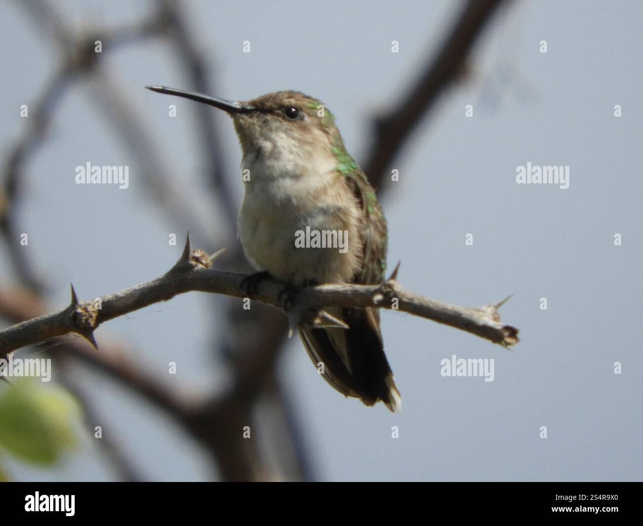 Ruby-throated Hummingbird (Archilochus colubris Stock Photo - Alamy