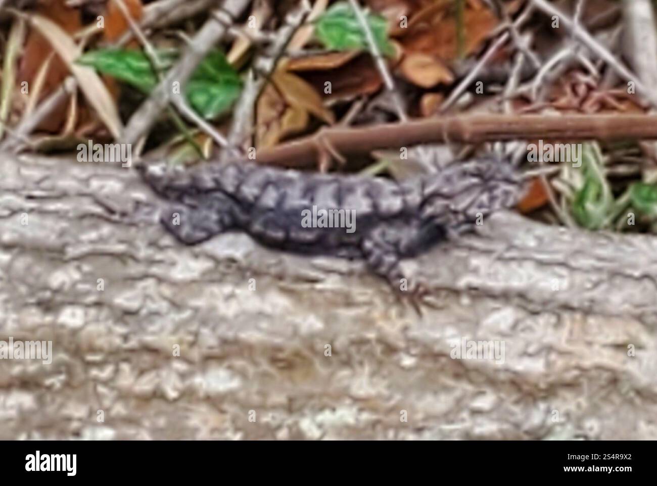 Eastern Fence Lizard (Sceloporus undulatus Stock Photo - Alamy