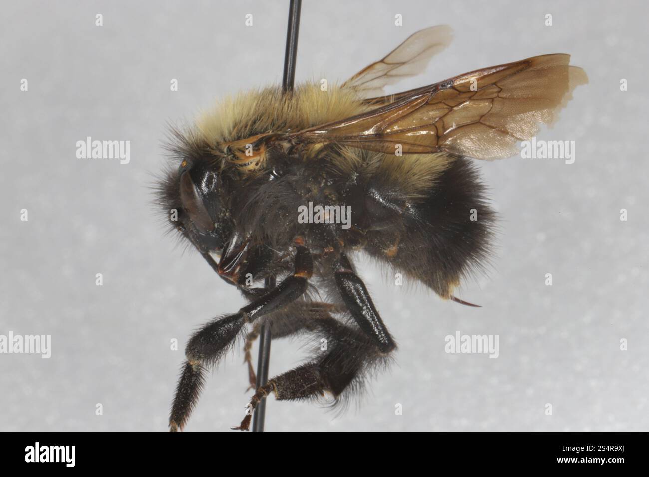Perplexing Bumble Bee (Bombus perplexus Stock Photo - Alamy
