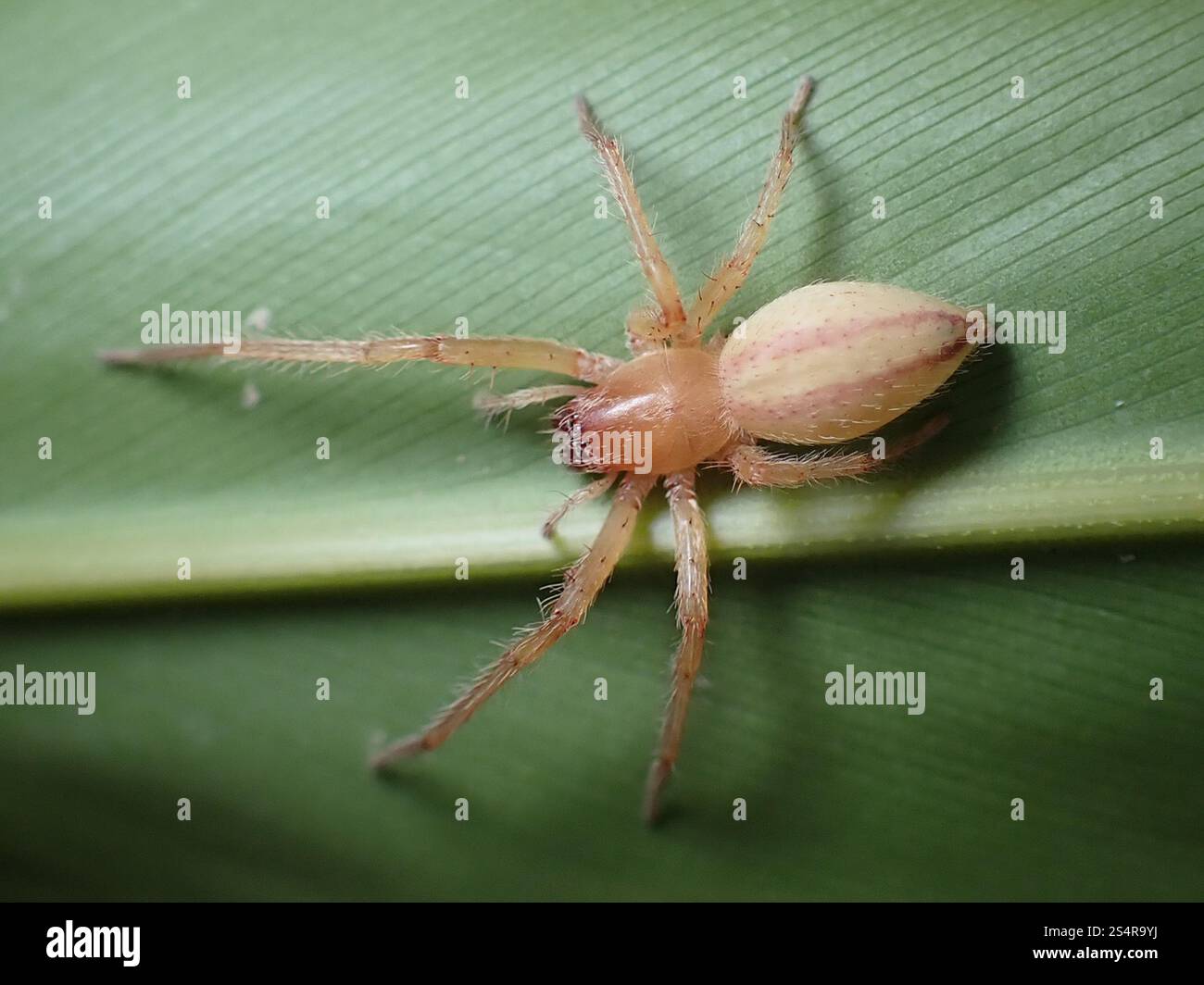 Long-legged Sac Spiders (Cheiracanthiidae Stock Photo - Alamy