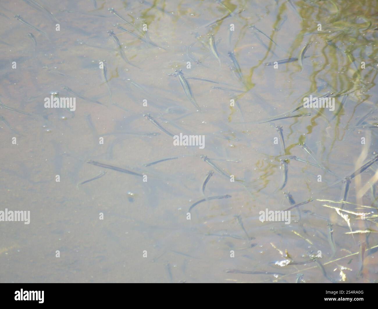 Ray-finned Fishes (Actinopterygii Stock Photo - Alamy