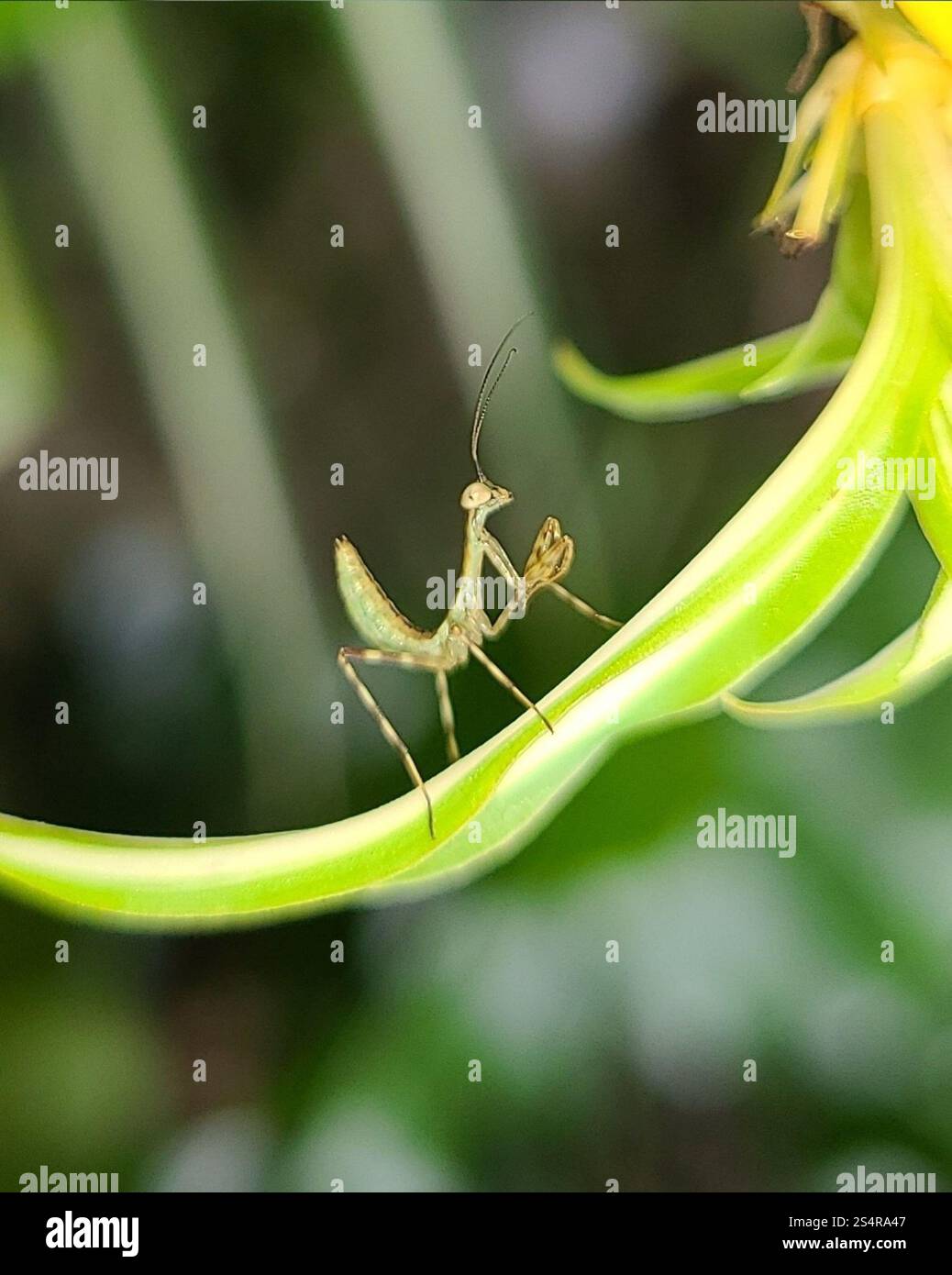 South African Mantis (Miomantis caffra Stock Photo - Alamy
