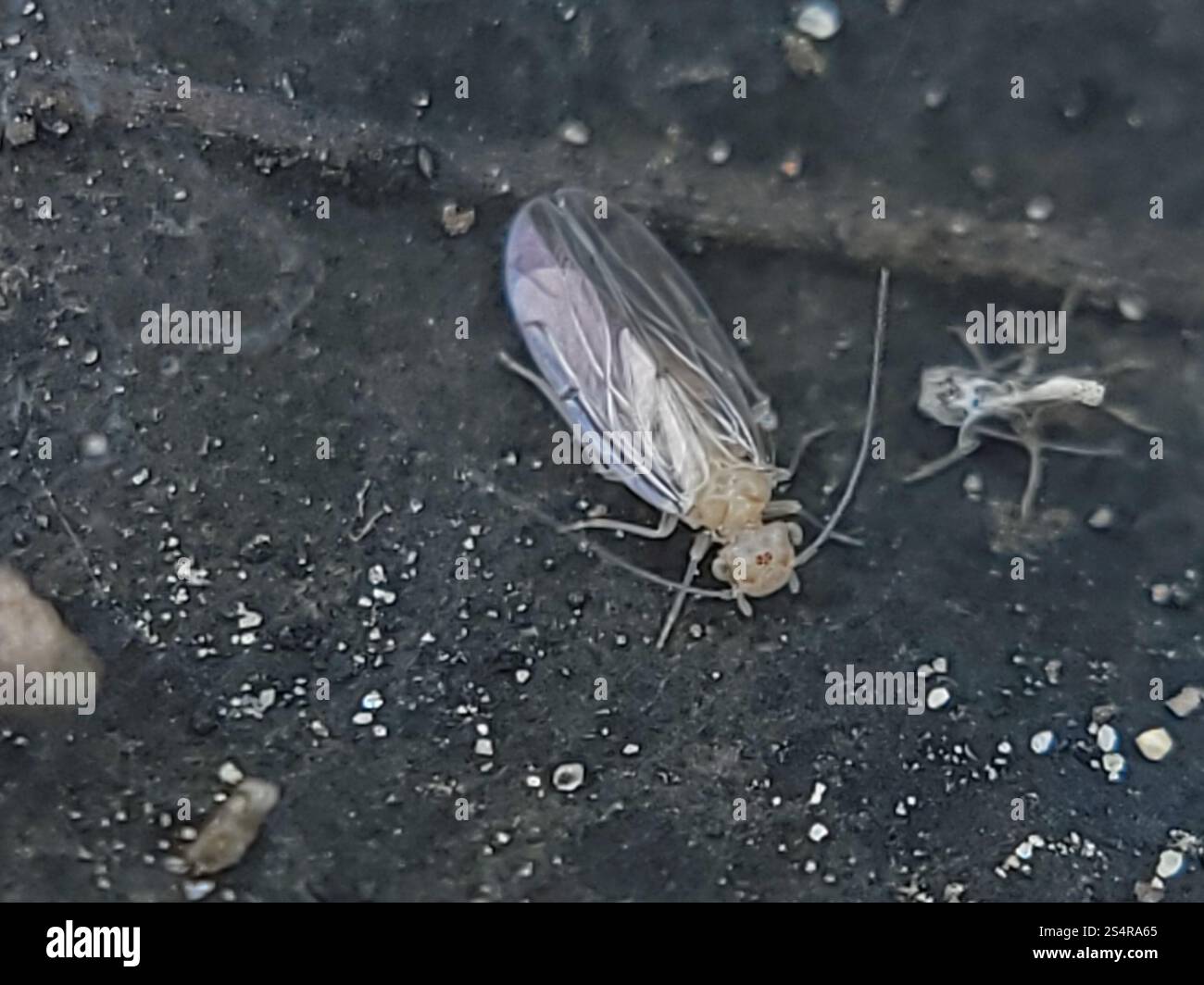 Barklice, Booklice, and Parasitic Lice (Psocodea Stock Photo - Alamy