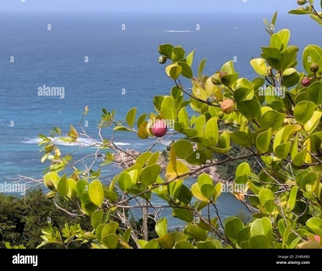 Cocoplum (Chrysobalanus icaco Stock Photo - Alamy