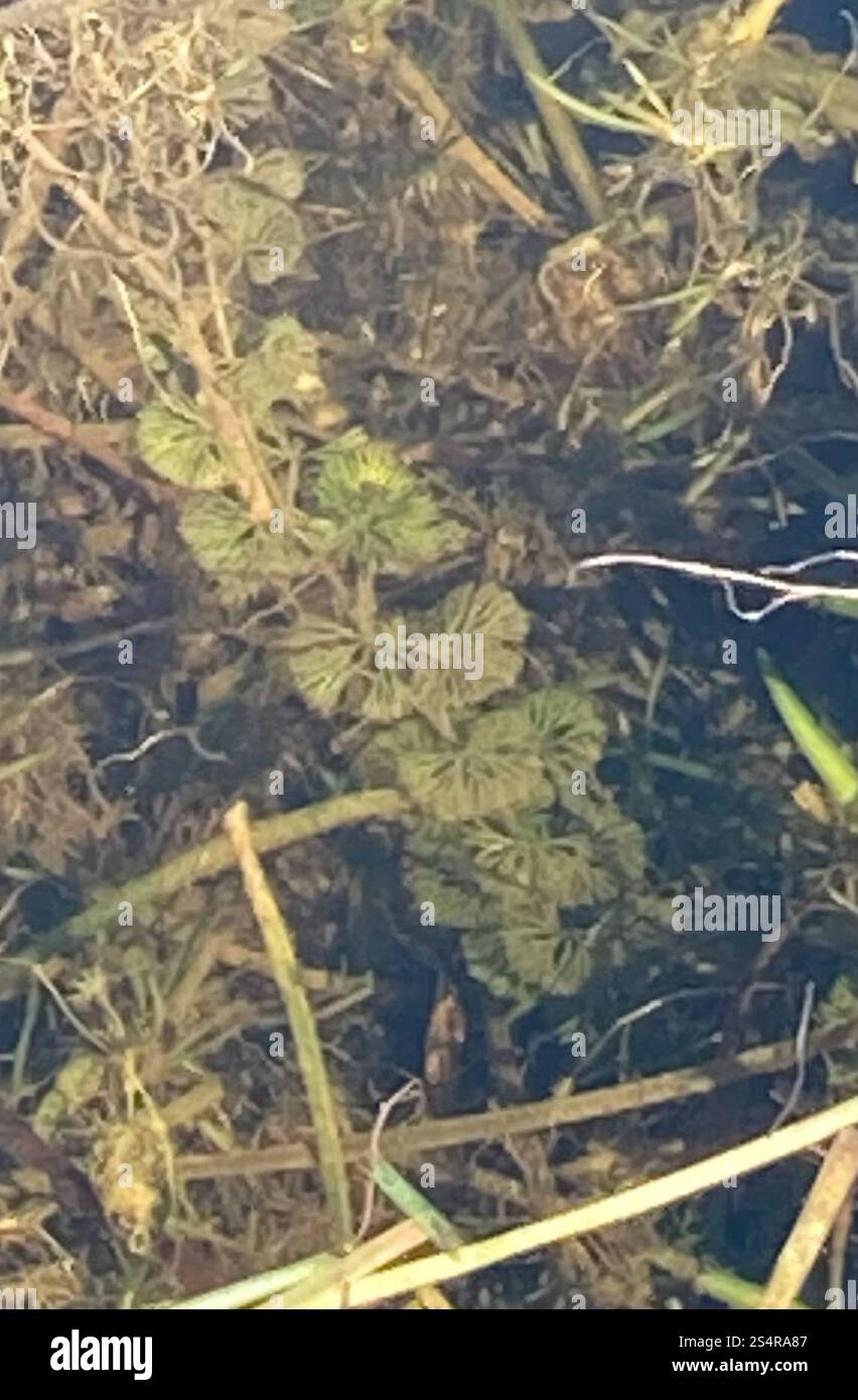 Carolina Fanwort (Cabomba caroliniana Stock Photo - Alamy