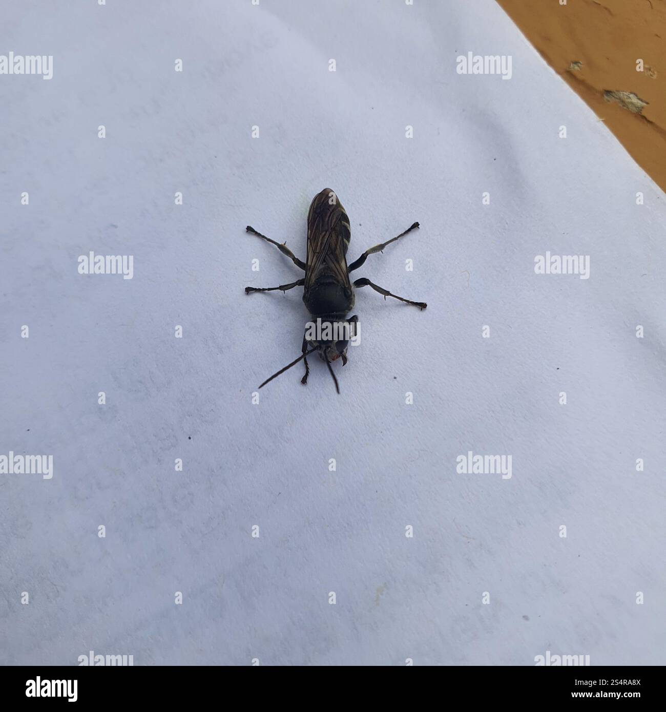 Bees and Apoid Wasps (Apoidea Stock Photo - Alamy