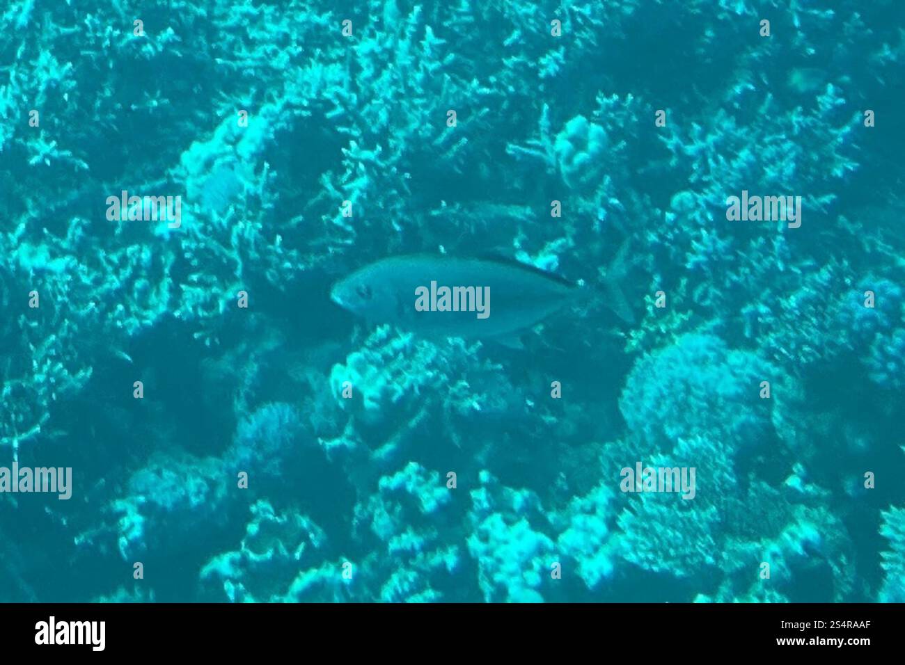 Orange-spotted Trevally (Flavocaranx bajad Stock Photo - Alamy