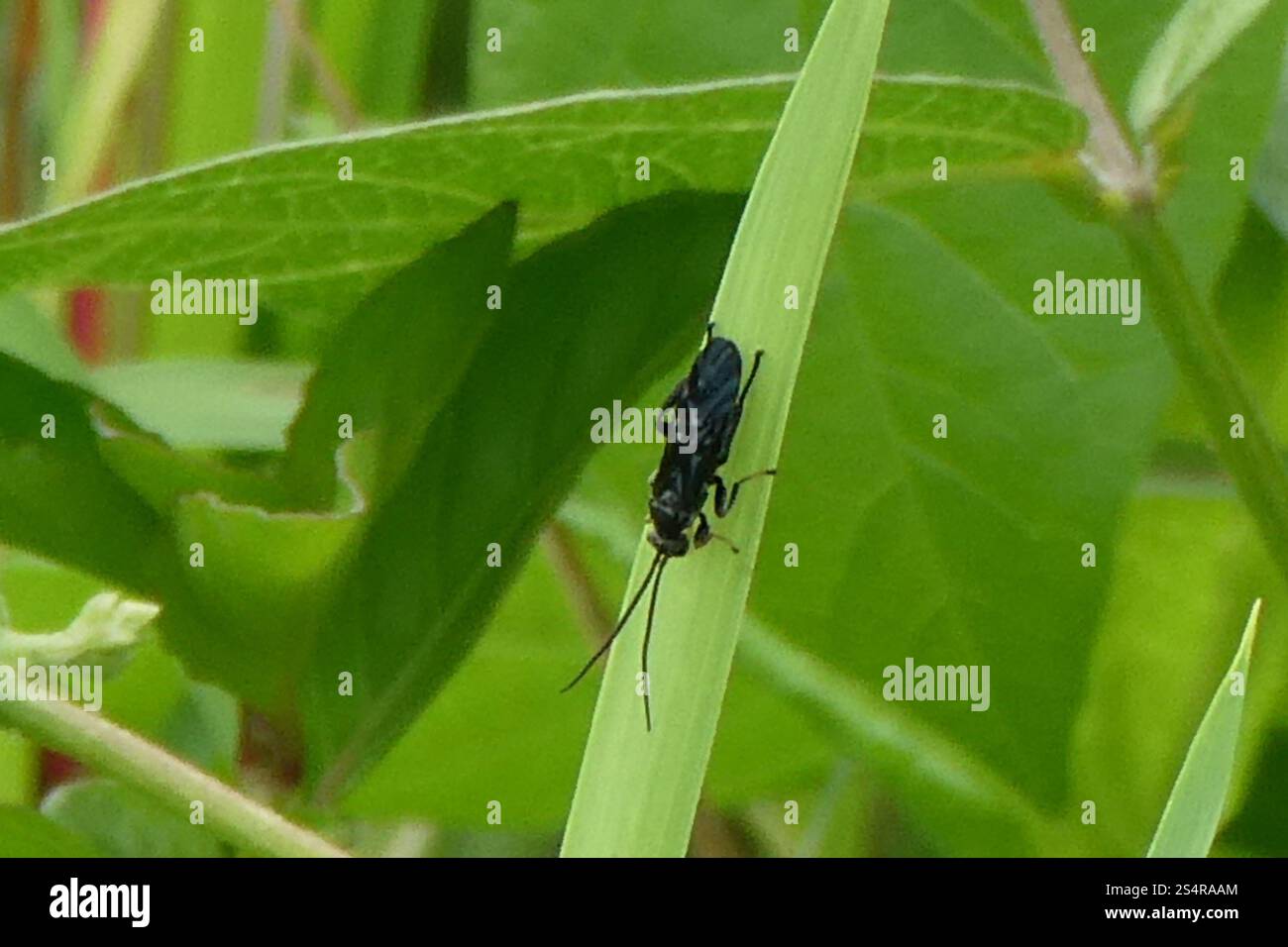 Ants, Bees, Wasps, and Sawflies (Hymenoptera Stock Photo - Alamy
