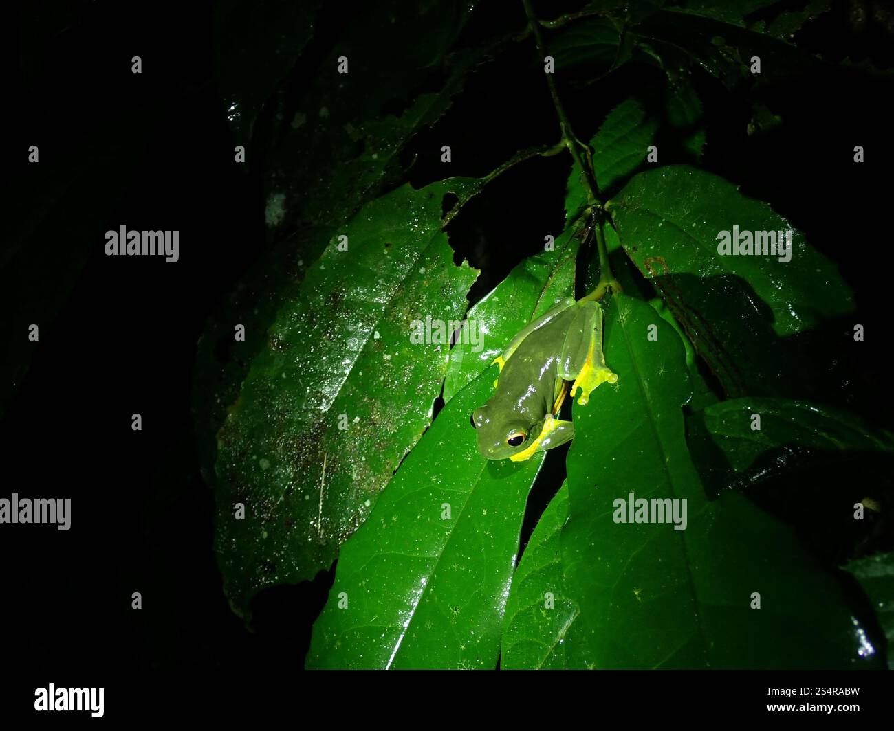 Orange-thighed Tree Frog (Ranoidea xanthomera Stock Photo - Alamy