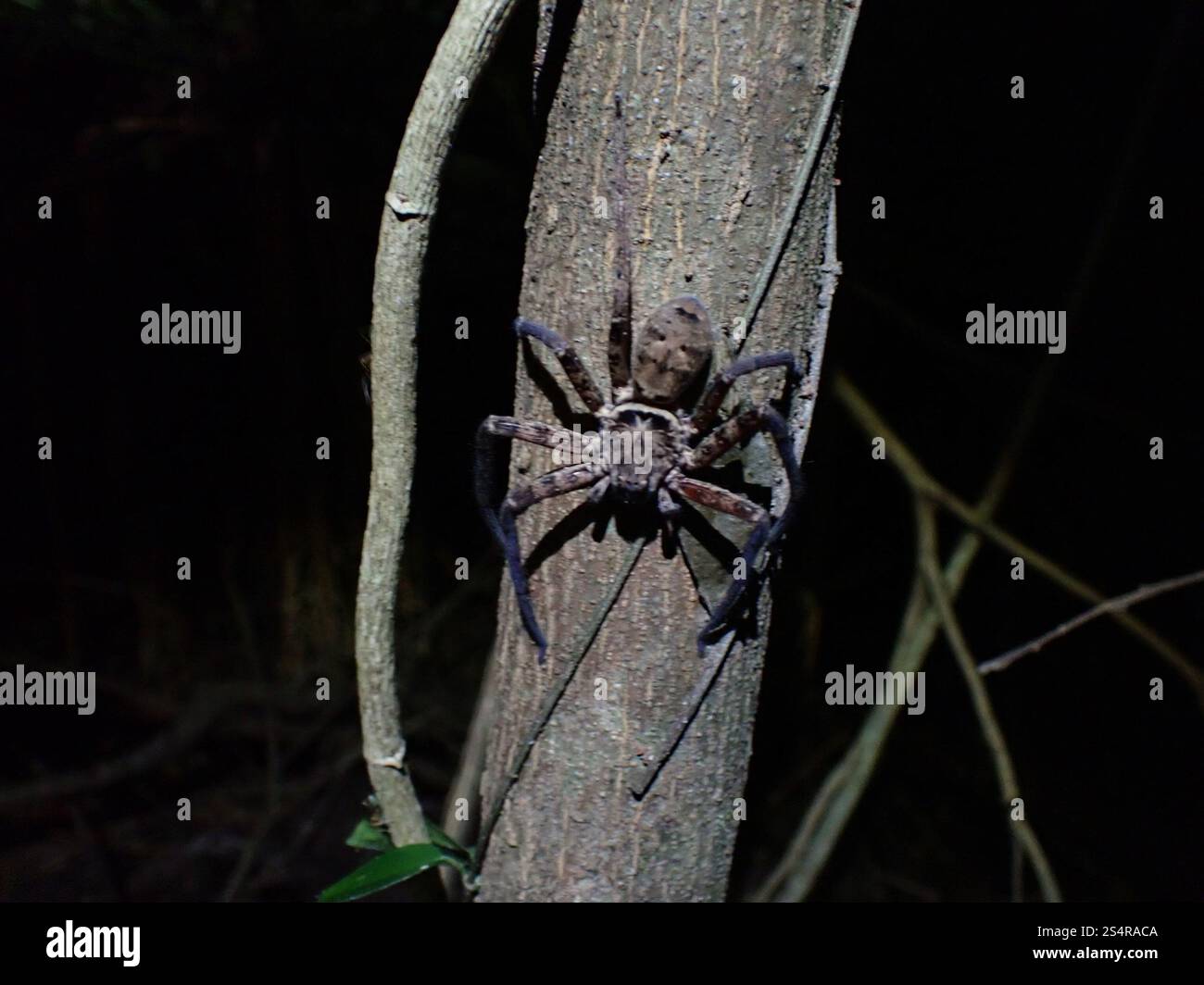 Giant Huntsman Spiders (Heteropoda Stock Photo - Alamy