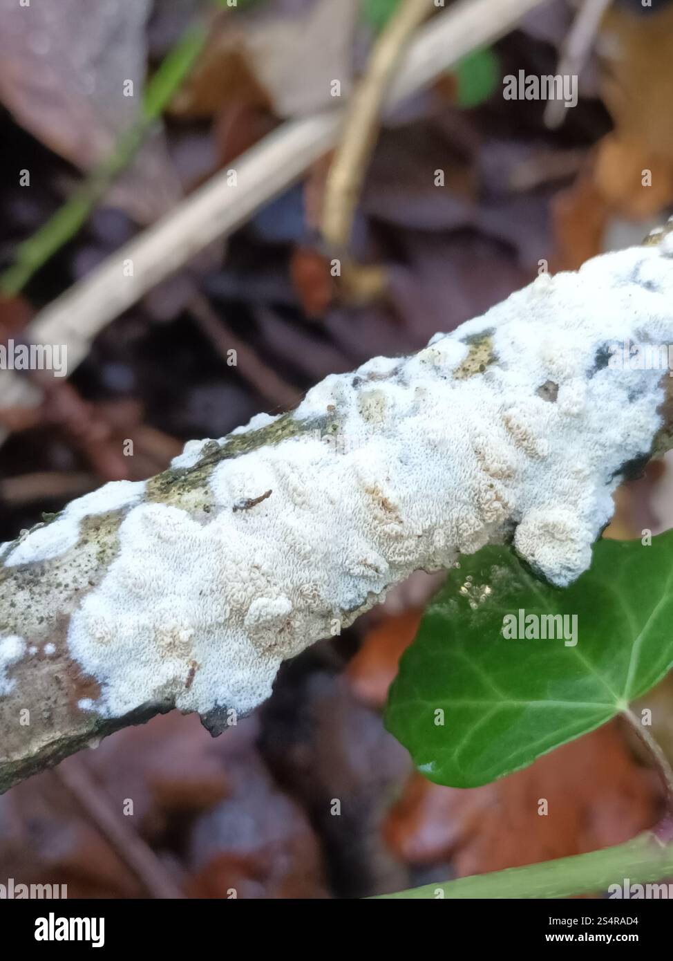 split porecrust (Xylodon paradoxus Stock Photo - Alamy