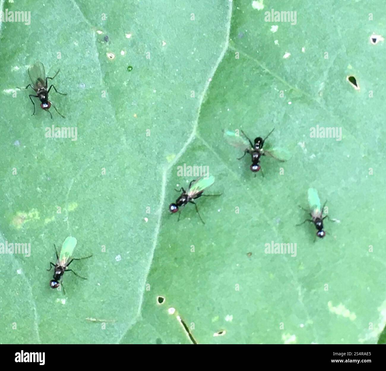 Black Scavenger Flies (Sepsidae Stock Photo - Alamy