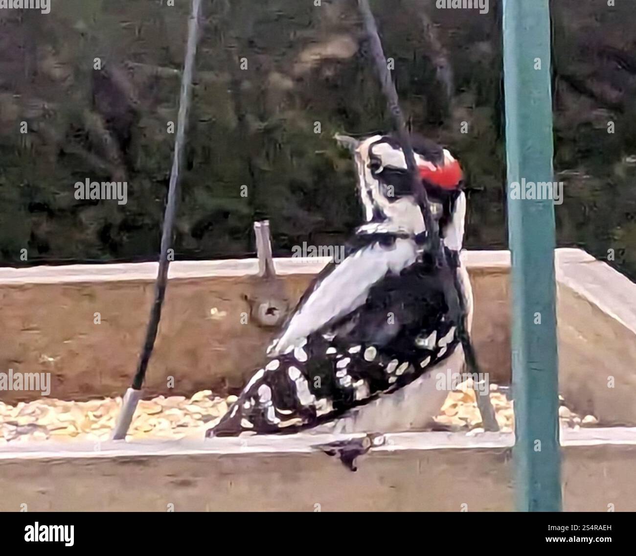 Dryobates Woodpeckers (Dryobates Stock Photo - Alamy