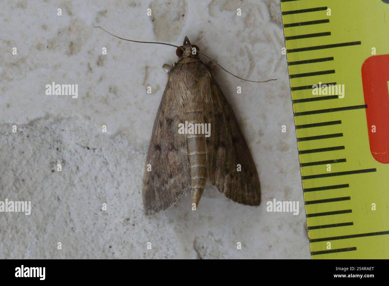 Grass Webworm Moth (Herpetogramma licarsisalis Stock Photo - Alamy