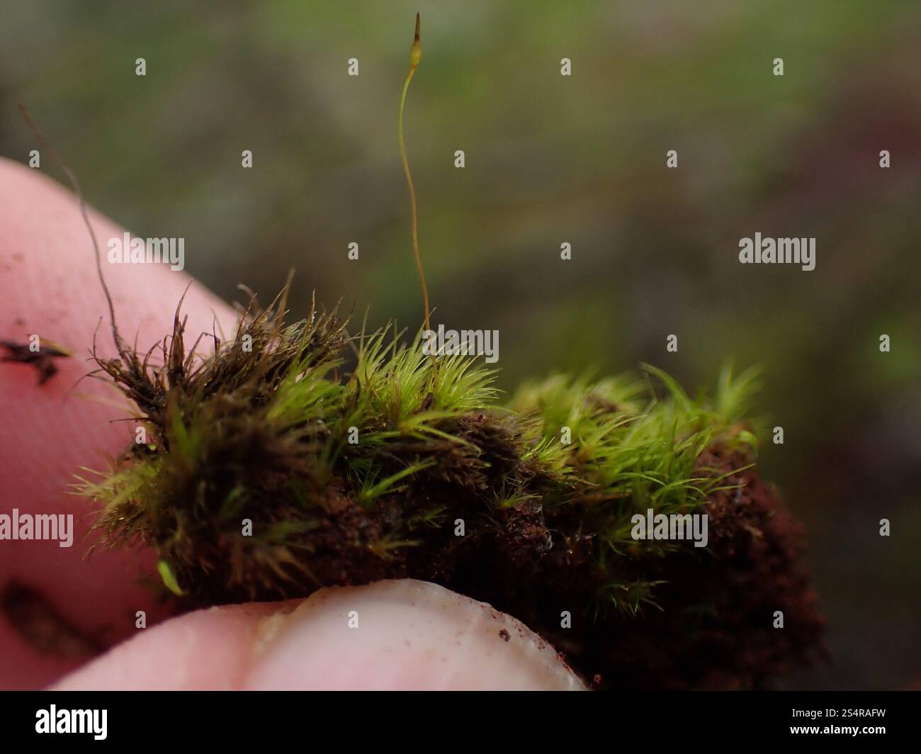 Curve-leaved Ditrichum (Ditrichum heteromallum Stock Photo - Alamy