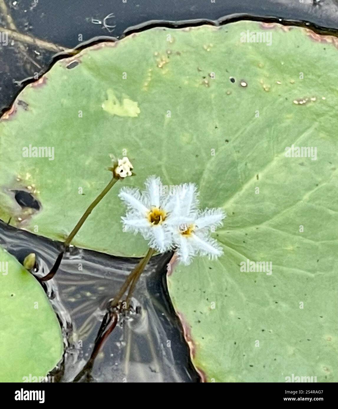 Water Snowflake (Nymphoides indica Stock Photo - Alamy