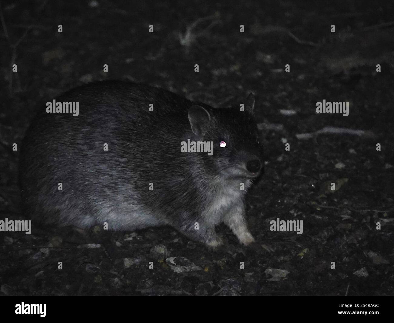 Southern Brown Bandicoot (Isoodon obesulus Stock Photo - Alamy