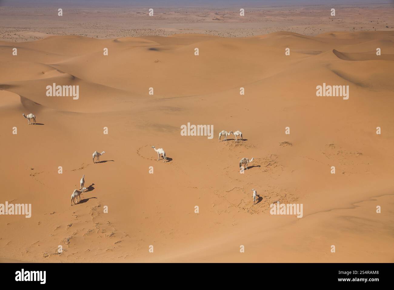 Camels during the Stage 8 of the Dakar 2025 on January 12, 2025 between ...
