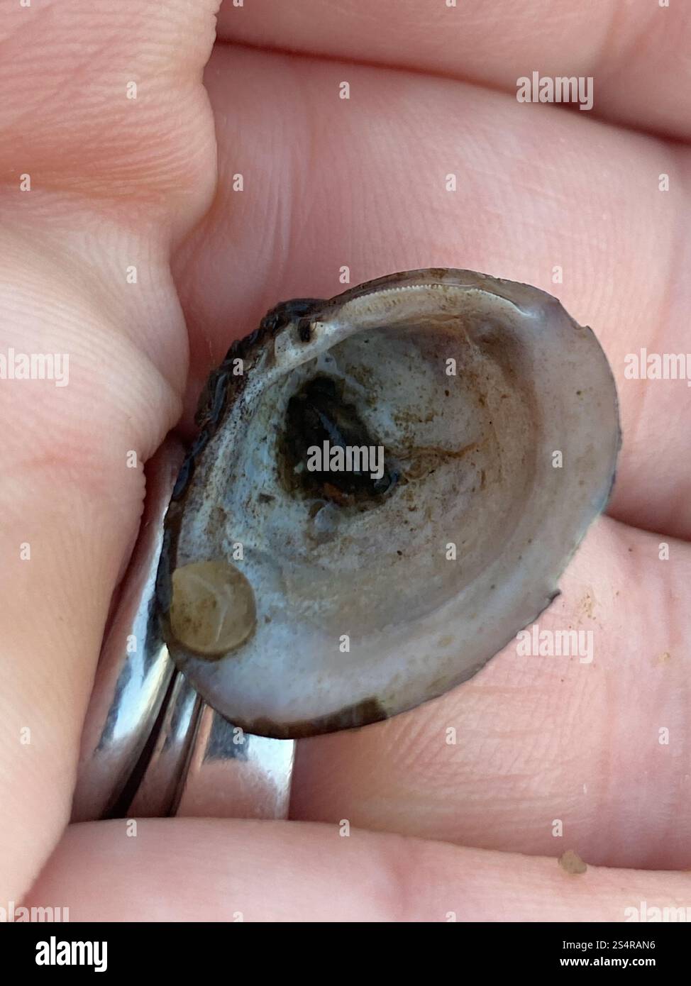 Asian Clam (Corbicula fluminea Stock Photo - Alamy