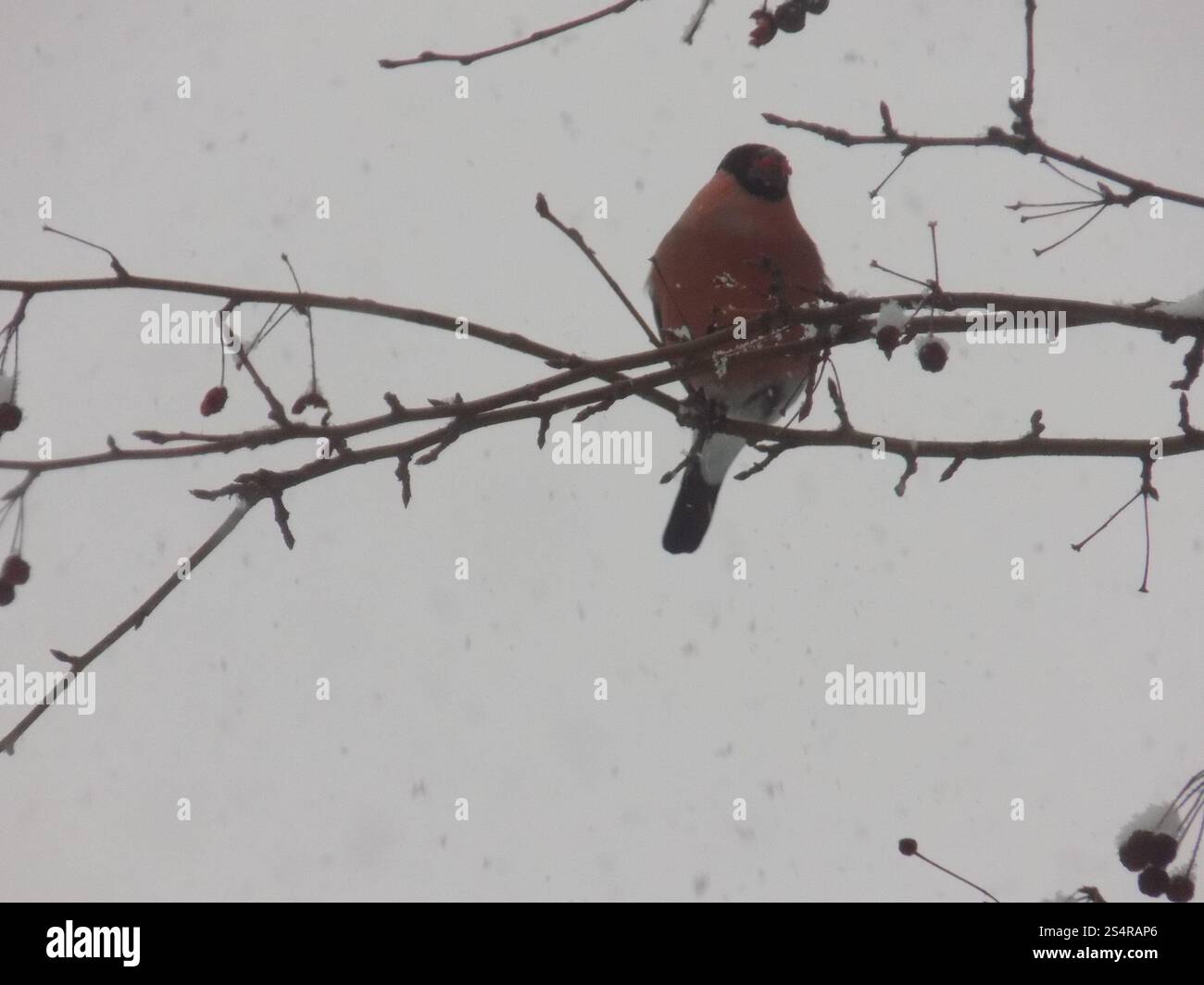 Eurasian Bullfinch (Pyrrhula pyrrhula Stock Photo - Alamy