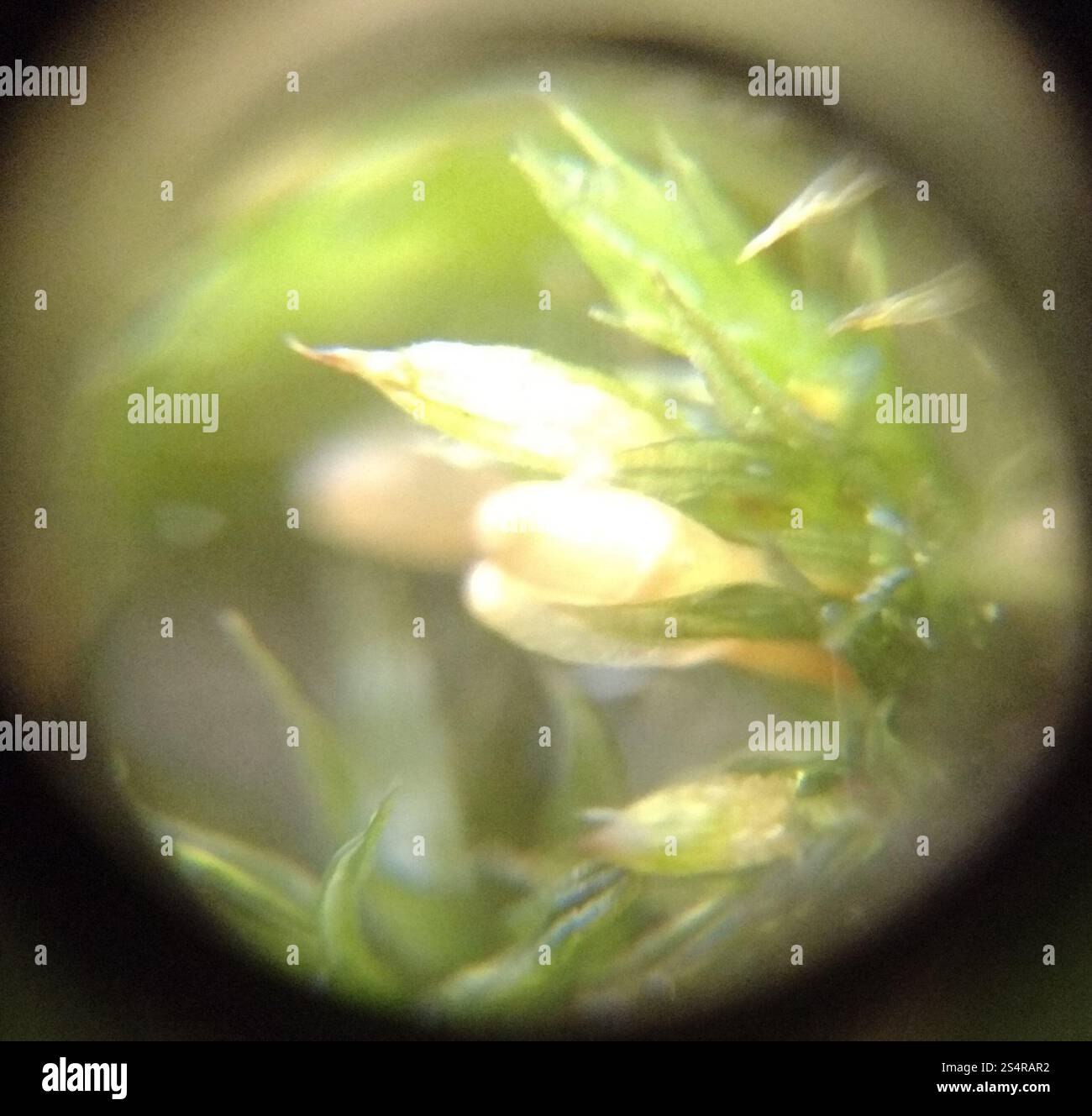 Showy Bristle Moss (Lewinskya speciosa Stock Photo - Alamy