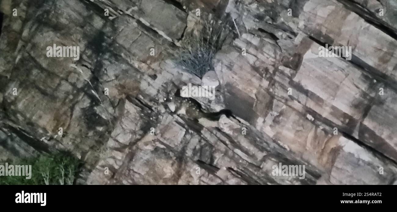 Western Quoll (Dasyurus geoffroii Stock Photo - Alamy