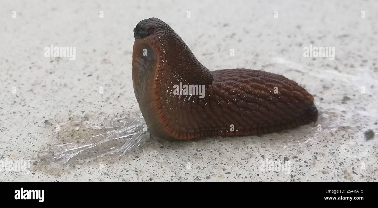 Spanish Slug (Arion vulgaris Stock Photo - Alamy