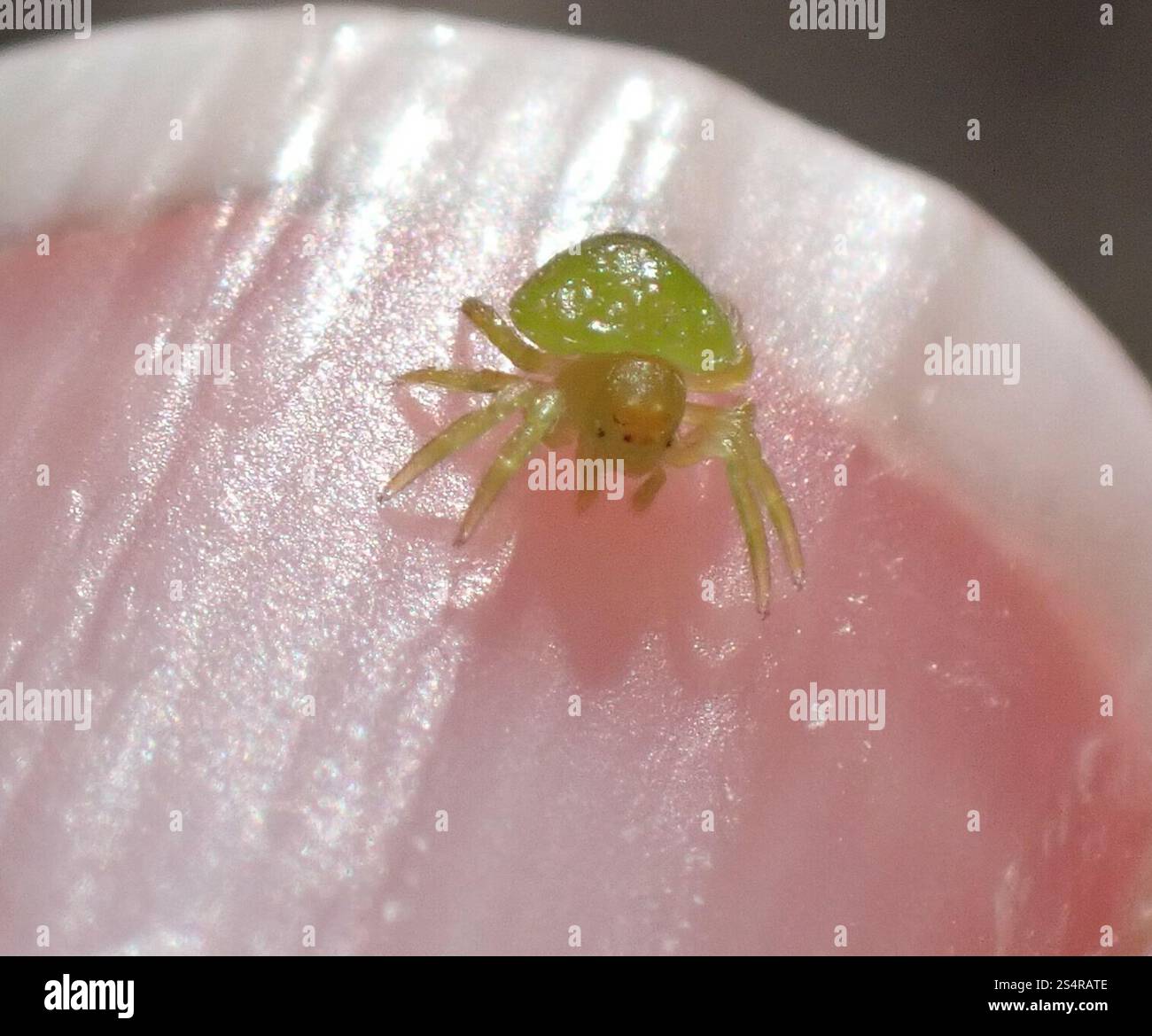 Wrap-around Spiders (Dolophones Stock Photo - Alamy