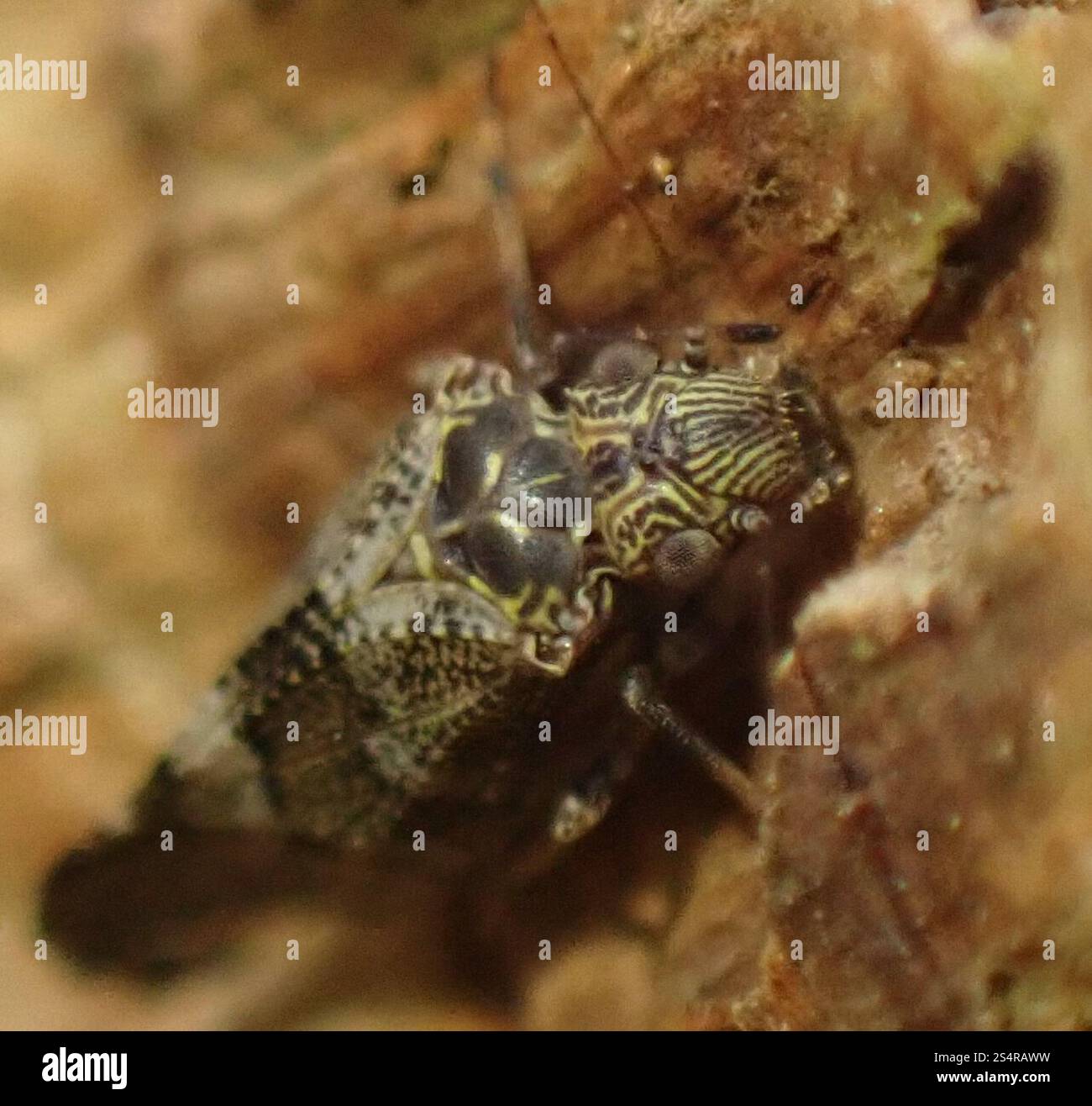 Barklice, Booklice, and Parasitic Lice (Psocodea Stock Photo - Alamy