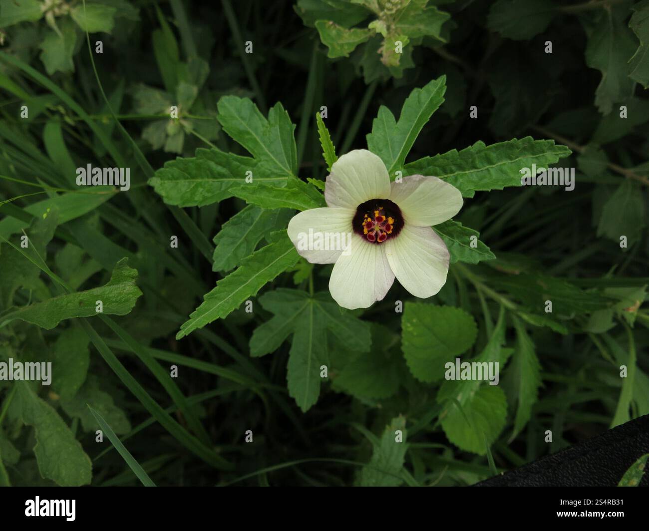 flower-of-an-hour (Hibiscus trionum Stock Photo - Alamy