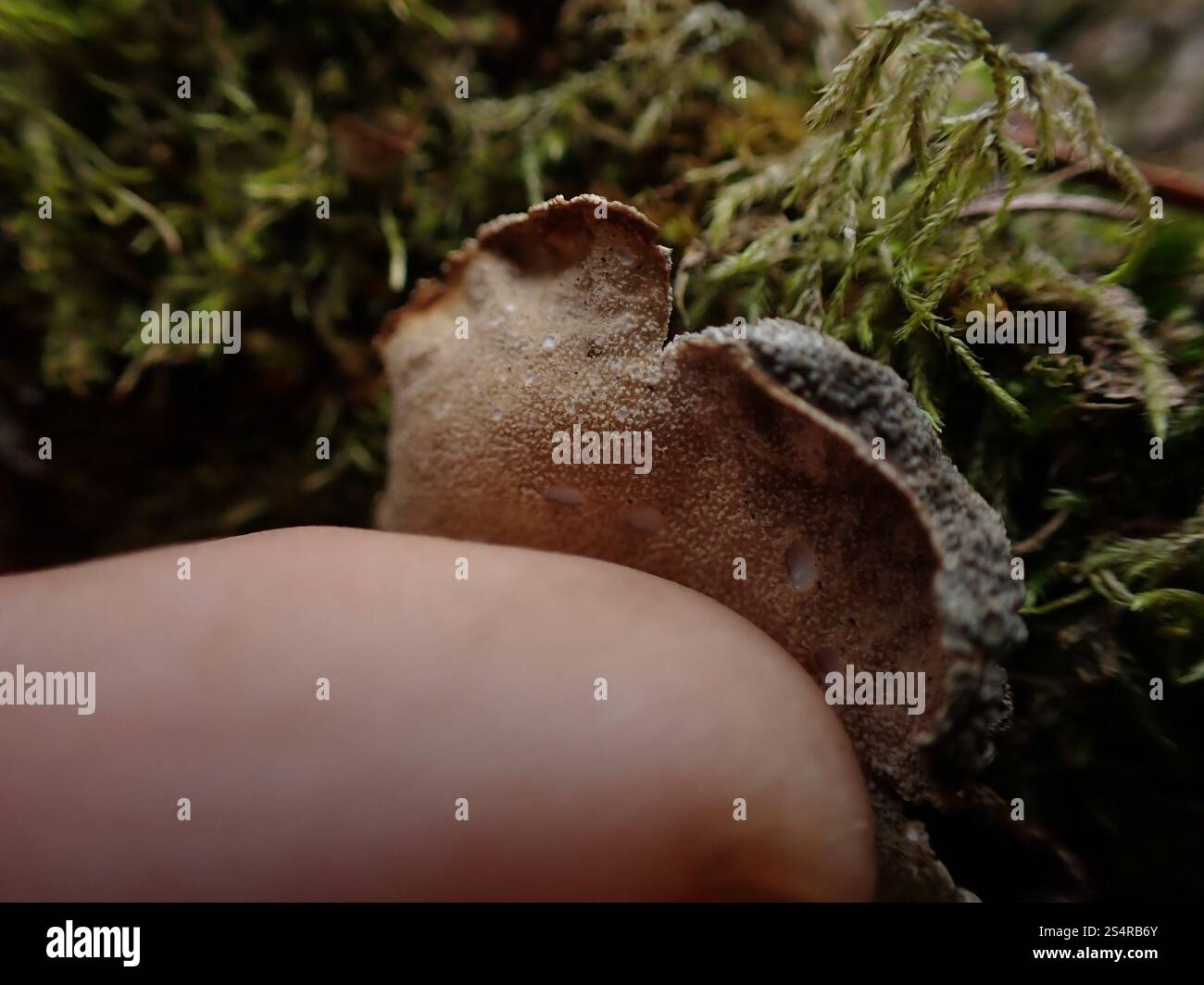 Powdered Moon Lichen (Sticta limbata Stock Photo - Alamy