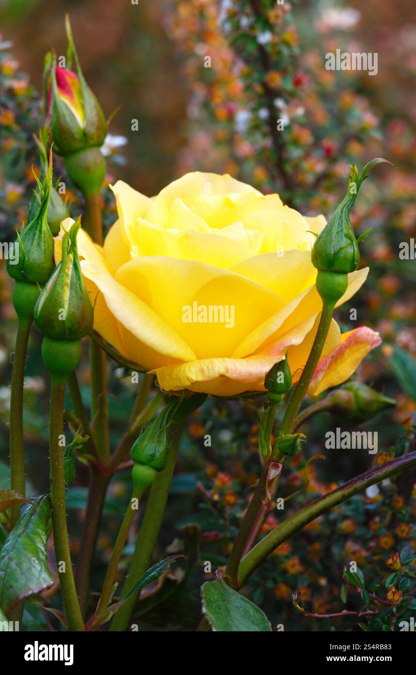 Spring yellow rose flower closeup Stock Photo - Alamy
