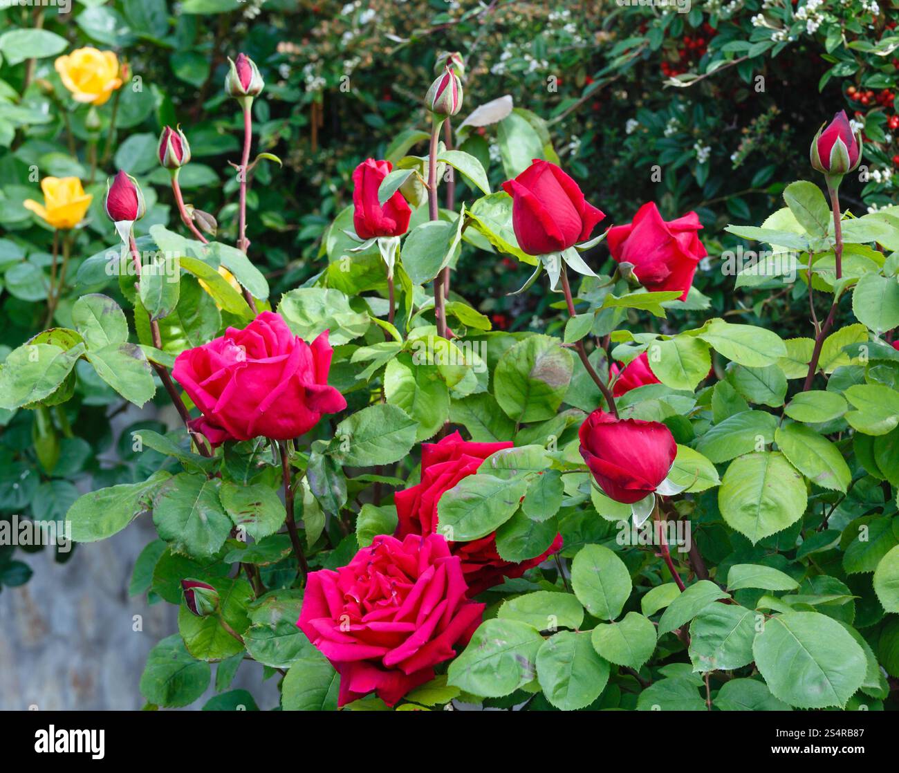 Flower rose in spring hi-res stock photography and images - Alamy