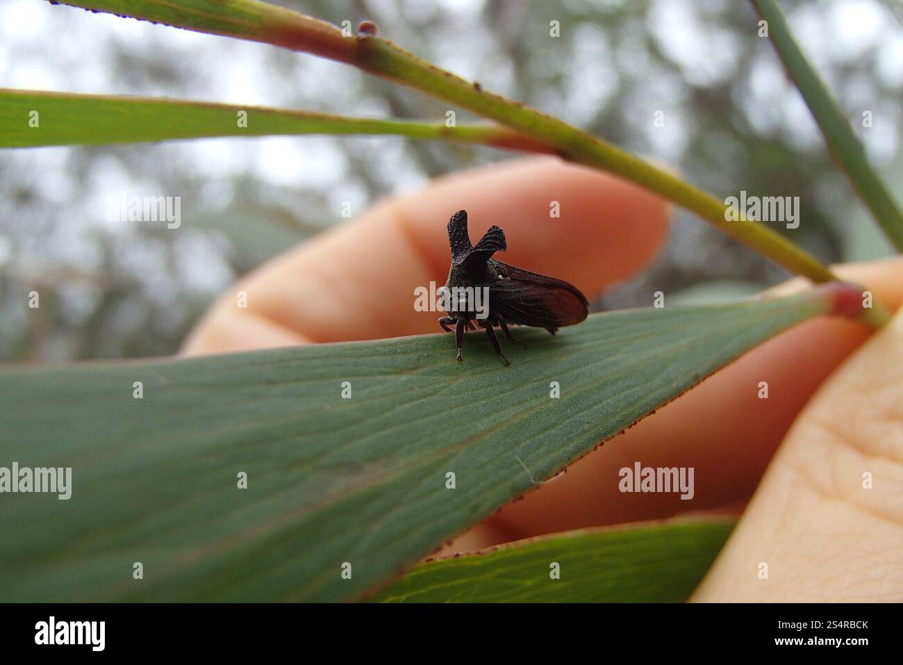 True Bugs, Hoppers, Aphids, and allies (Hemiptera Stock Photo - Alamy