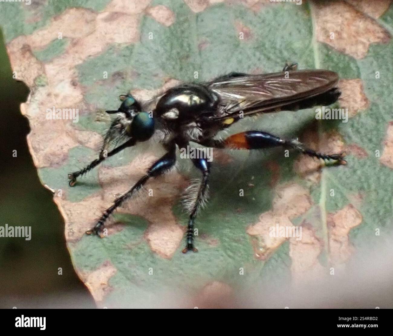 Bee-mimic Robber Flies (Laphria Stock Photo - Alamy