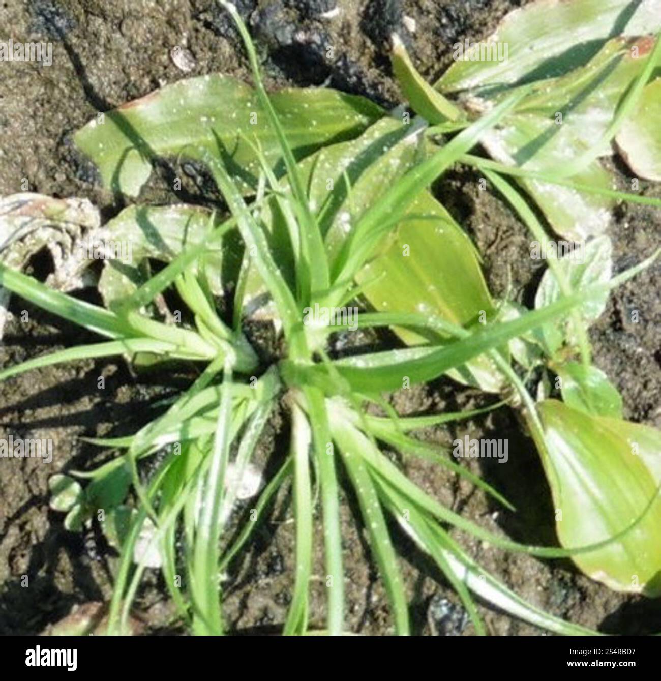 Brown Flatsedge (Cyperus fuscus Stock Photo - Alamy