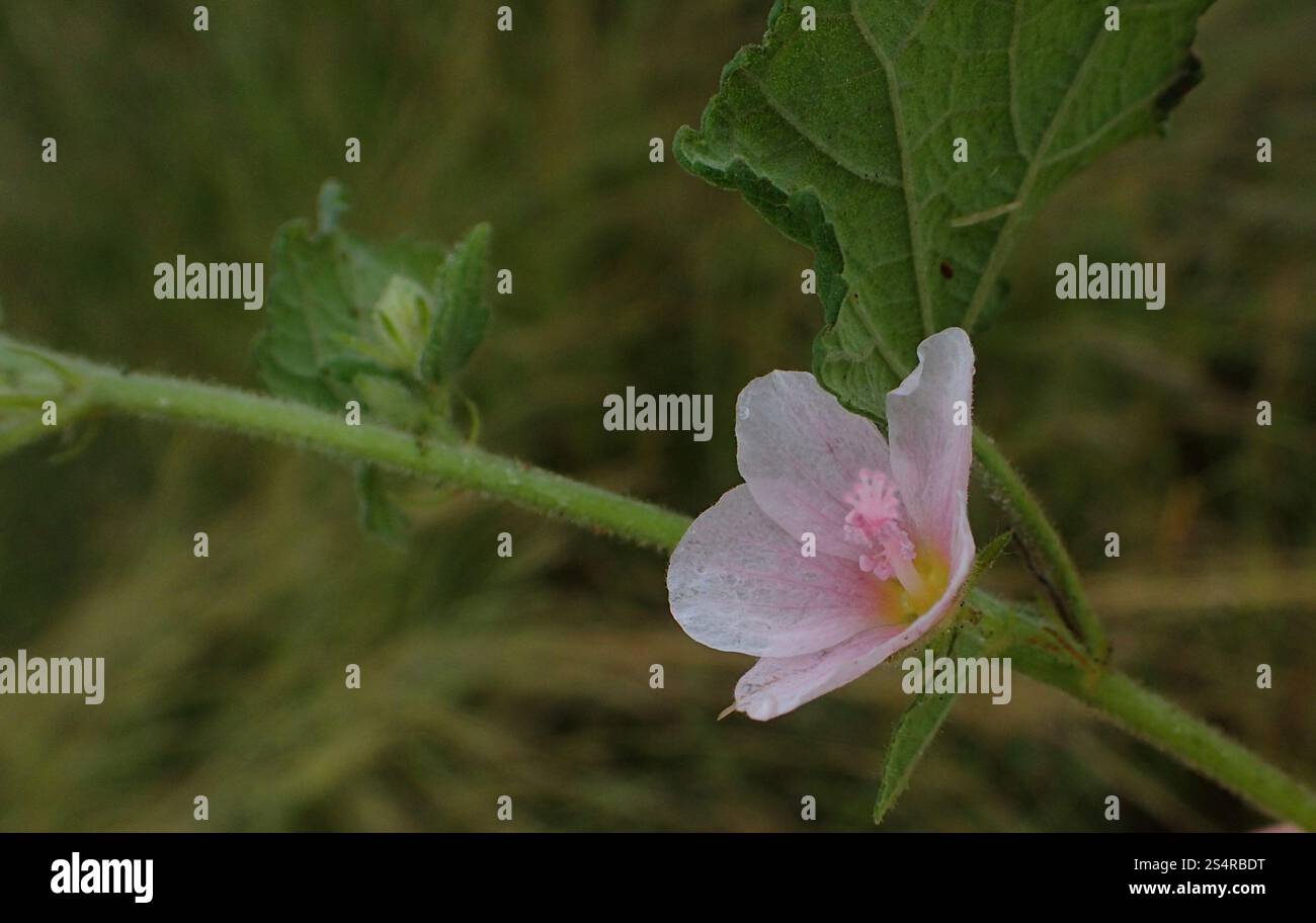 Pink Swampmallow (Pavonia columella Stock Photo - Alamy